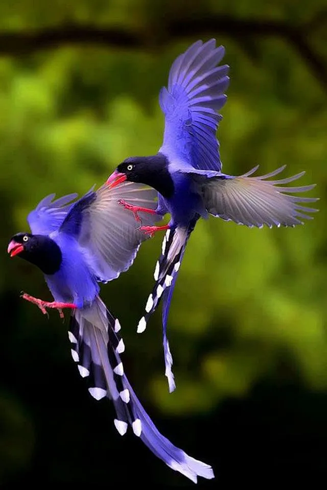 Taiwan blue magpie-花瓣网