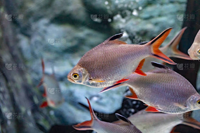 Java barb or silver barb scrambling for food in a