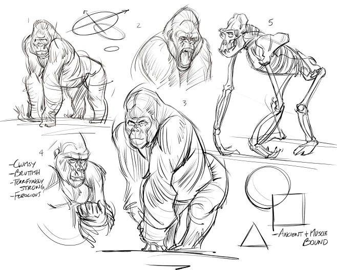Gorilla Anatomy-花瓣网