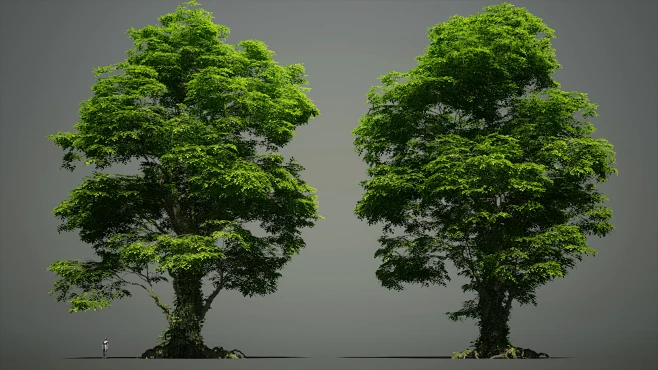 UE5 Tree test-花瓣网