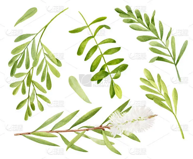 Watercolor tea tree leaves, flower. Hand drawn bot-花瓣网