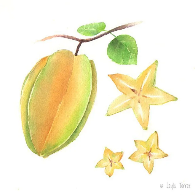 leyla_torres_watercolors-花瓣网