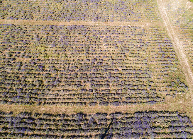 美丽的levander花