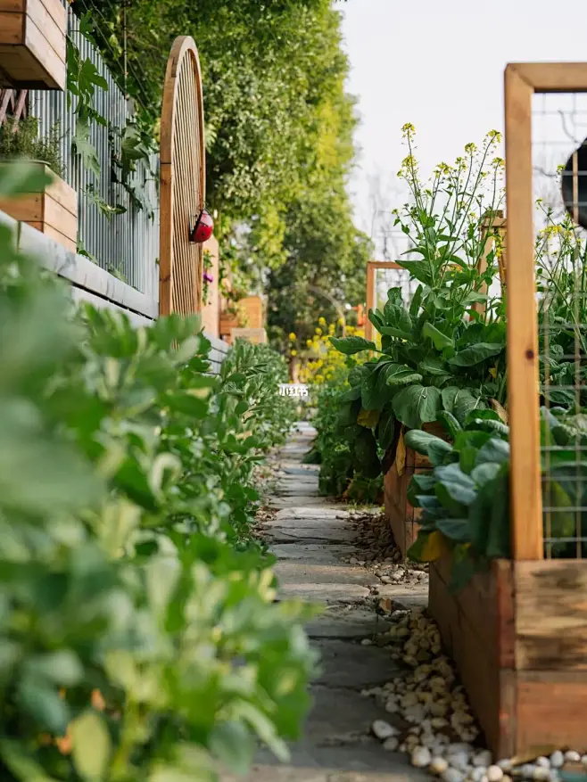 小菜园 - 小红书-花瓣网