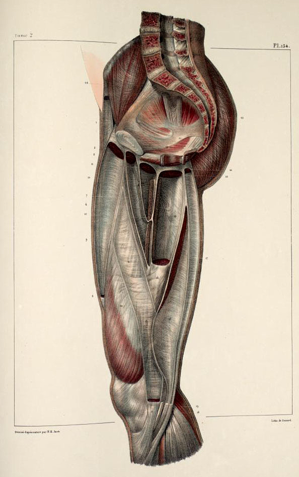 Fascia+of+the+thigh+and+pelvis