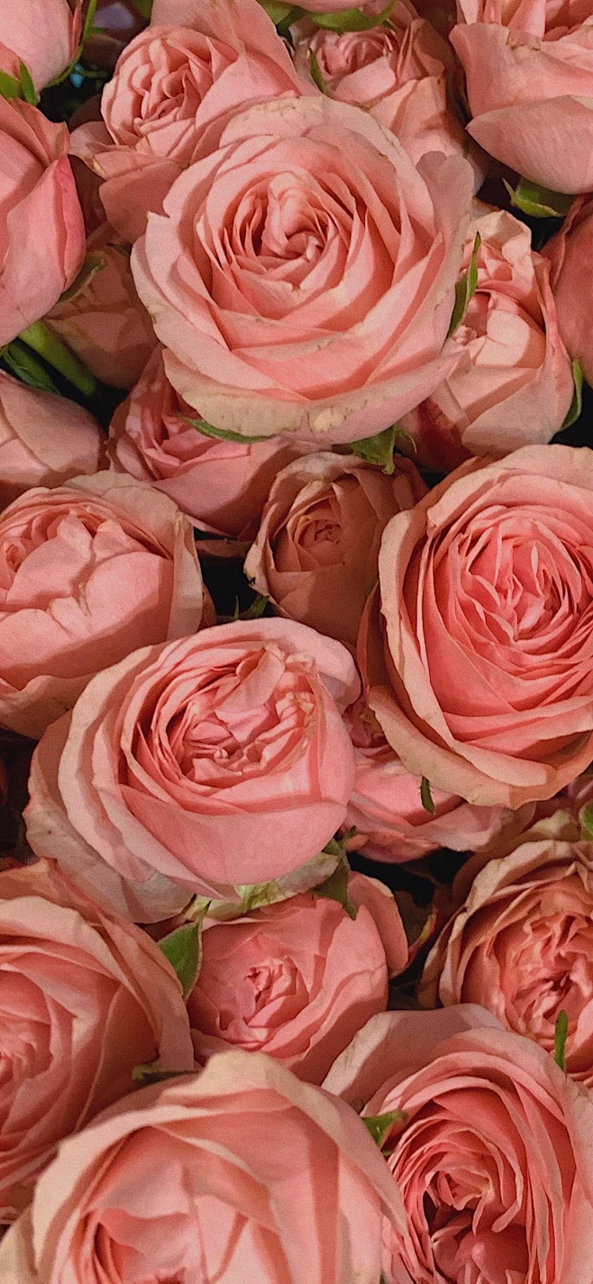 唯美玫瑰花 手机壁纸-花瓣网