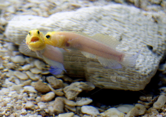 jawfish