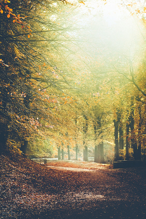 DANIEL CASSON | danscape: Endless fascination with trees... : danscape: “Endless fascination ...