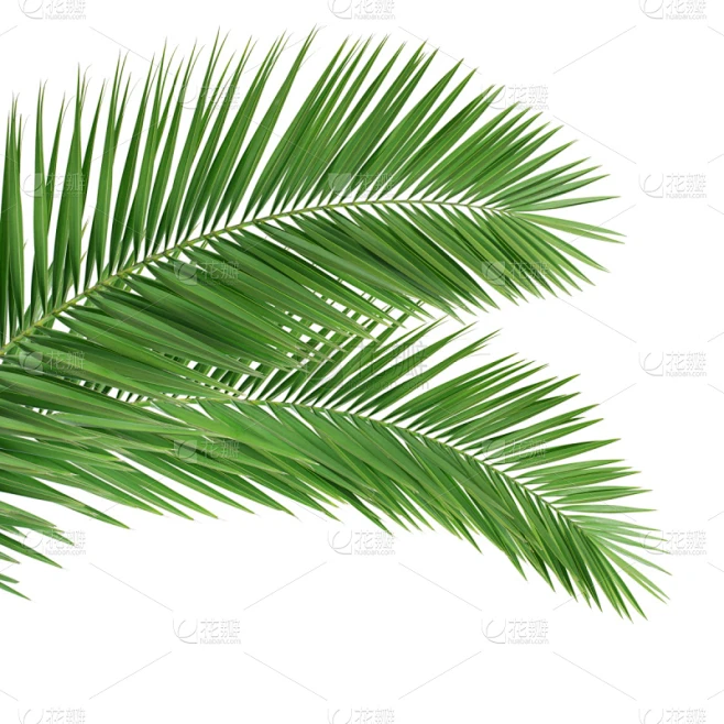 白色背景,棕榈叶,枝繁叶茂,无人,椰子树,特写,棕榈树,部分,白色,植物素材-花瓣网