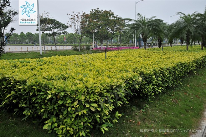 黄金榕 Ficus microcarpa L. f. 'Golden Leaves' 中国植物图像库