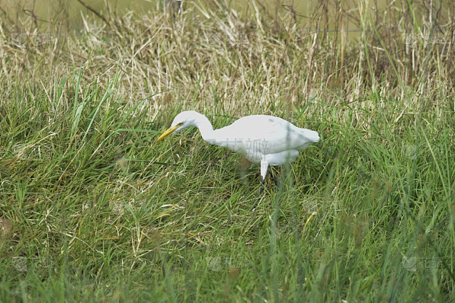 Catle egret