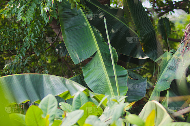 花园里的热带绿色香蕉叶。香蕉叶子背景