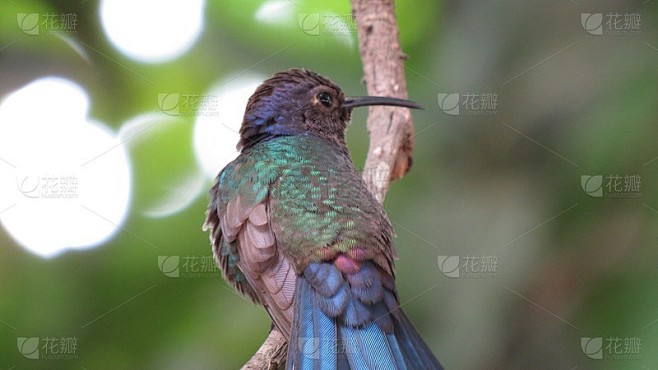 hummingbird-scissors, Eupetomena macroura
