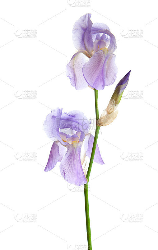 Iris croatica