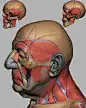 Head - Anatomical/Structural Study-花瓣网