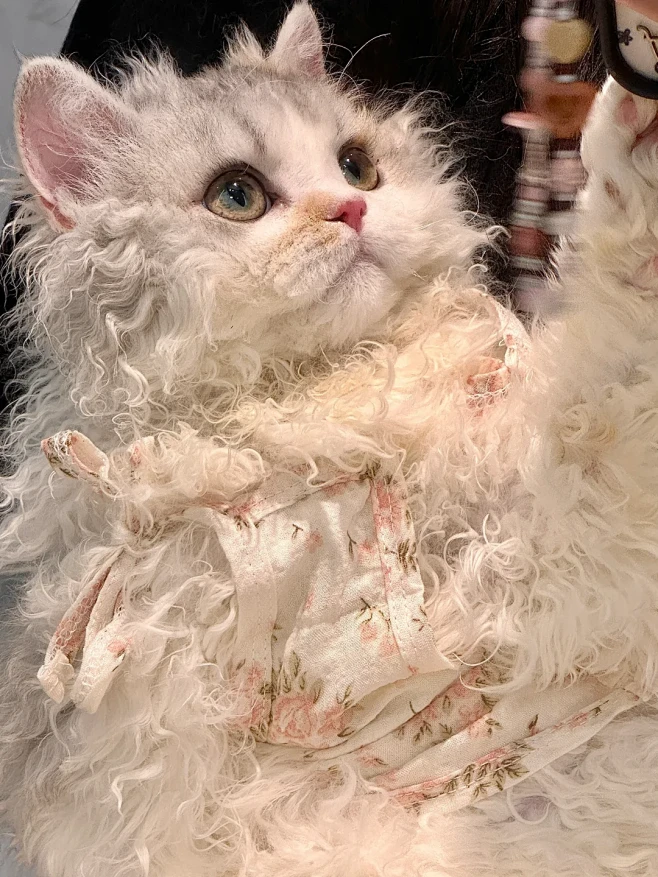 9H3CQ`N481`CJDG`D4C6J0Y-花瓣网