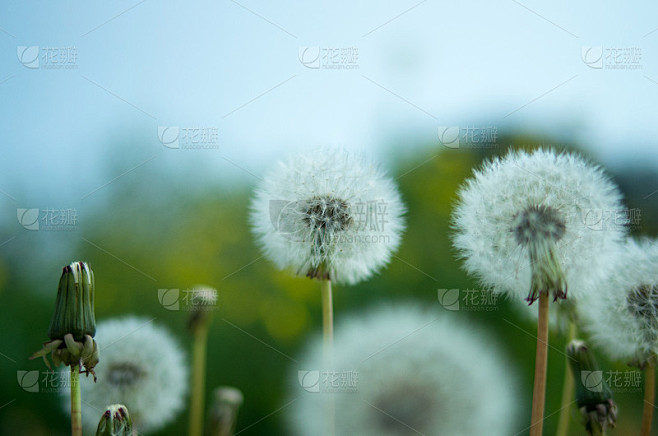 Dandelion-fluff