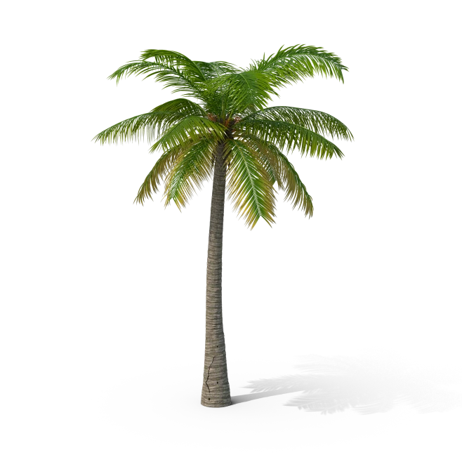 Palm Tree.H03.2k (7)-花瓣网