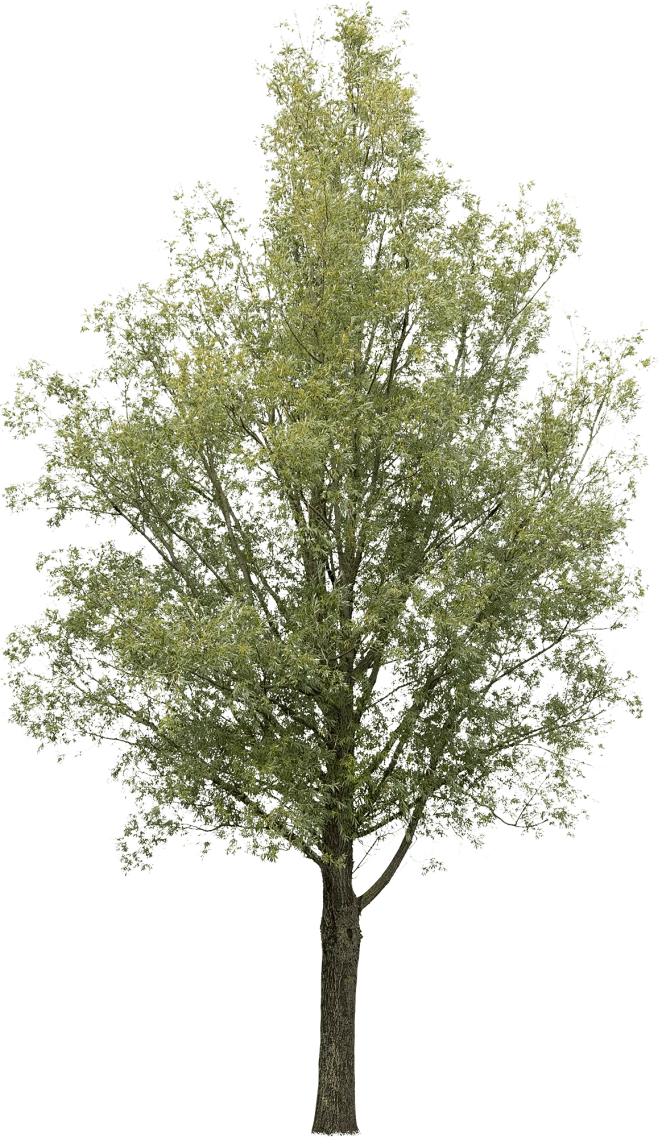 meye salix alba liempde cut out tree in png-花瓣网