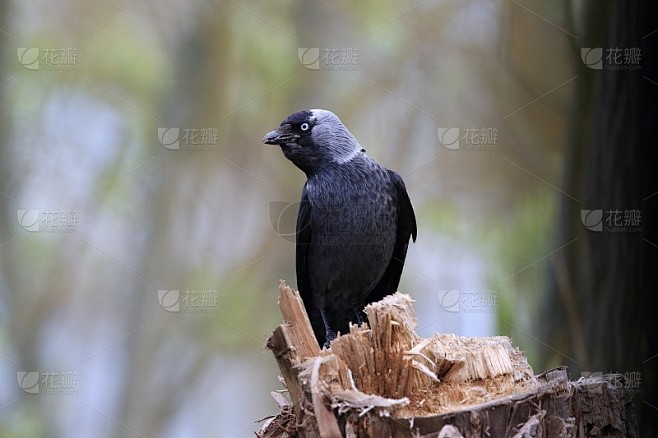 瑞典西部寒鸦(coleus monedula)