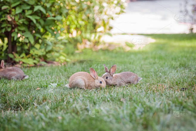 兔子在草地上。农场和兔子。草坪上的宠物.