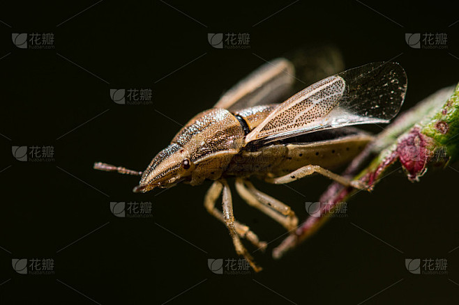 主教的法冠(Aelia acuminata)起飞前片刻