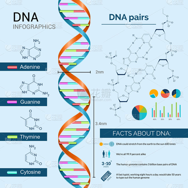 Dna 信息图表集