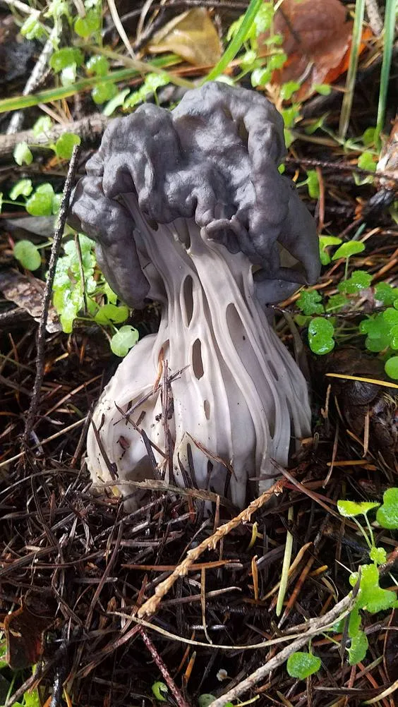 Alien Shrooms #mycology #fungi #mushrooms #Mushroom #BeatrixPotter # ...