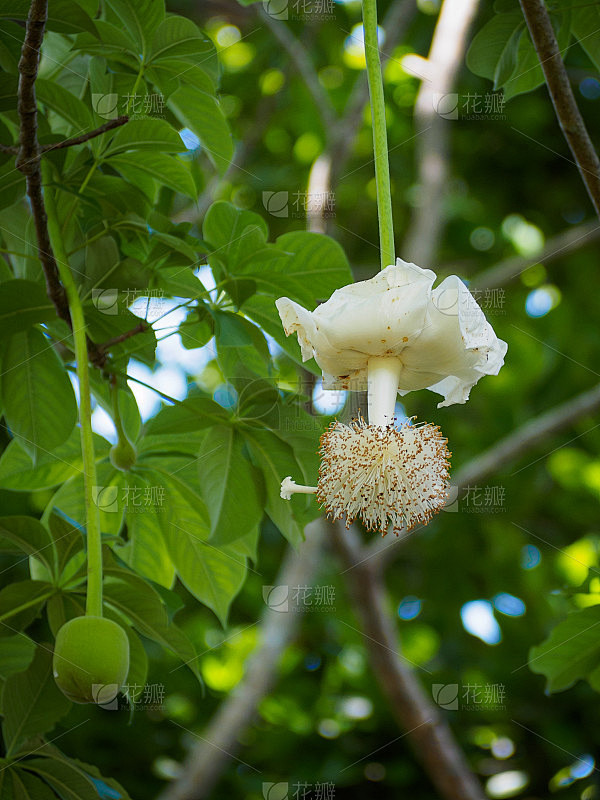 猴面包树花——也就是洋地塔