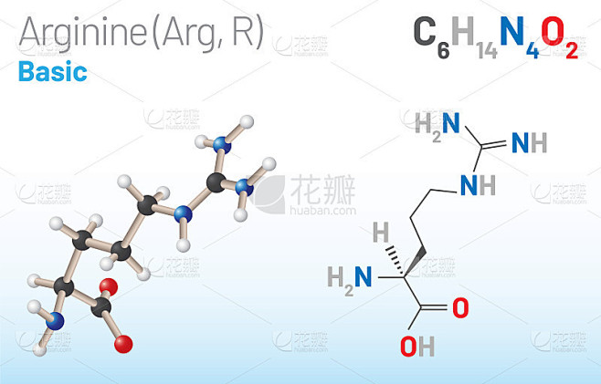 精氨酸(Arg, R)氨基酸分子。(化学公式C6H14N4O2)