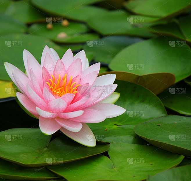 Pink zen