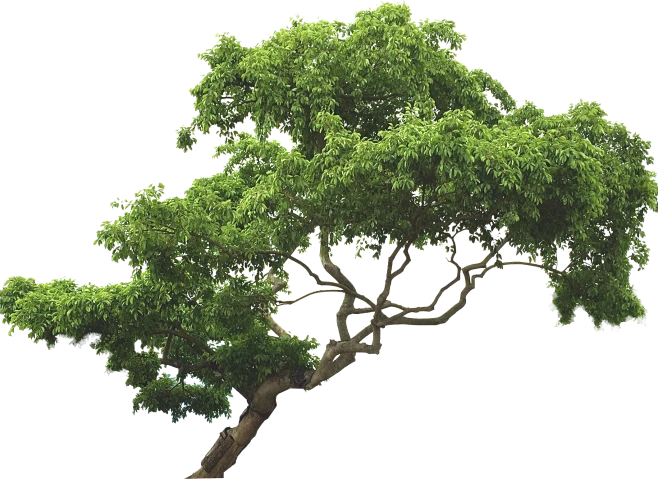 弯杆冬青-花瓣网