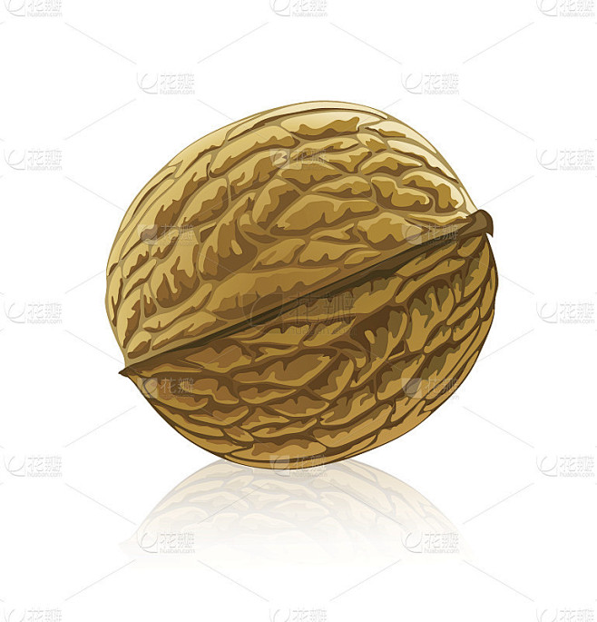 病媒核桃果分离株