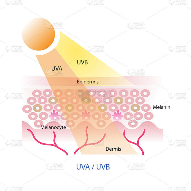 UVA and uvb on skin layer vector.