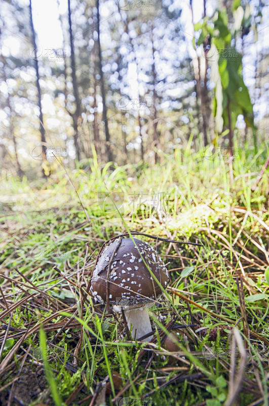 Brown panther cap mushroom at sunny day