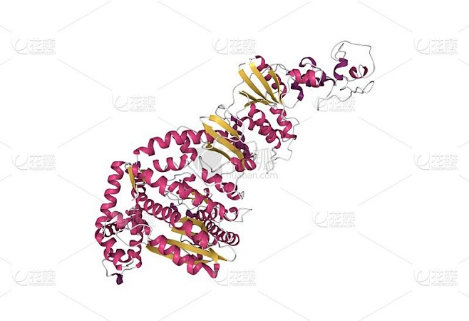 Taq DNA聚合酶的结构