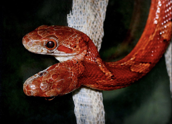 动物 生物 双头 蛇