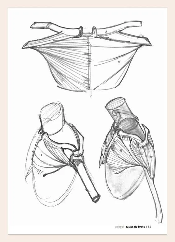 Clavicle Anatomy-花瓣网