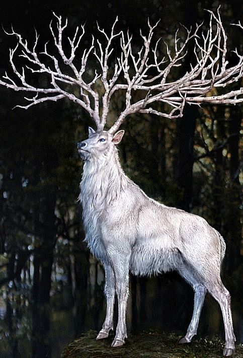 图片：Great White Elk