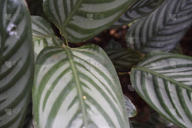 Marantaceae热带叶格局。