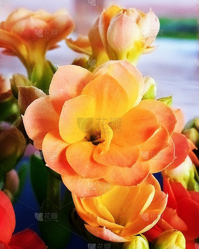 Flower-of-Furtune