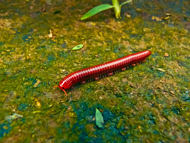 红千足虫