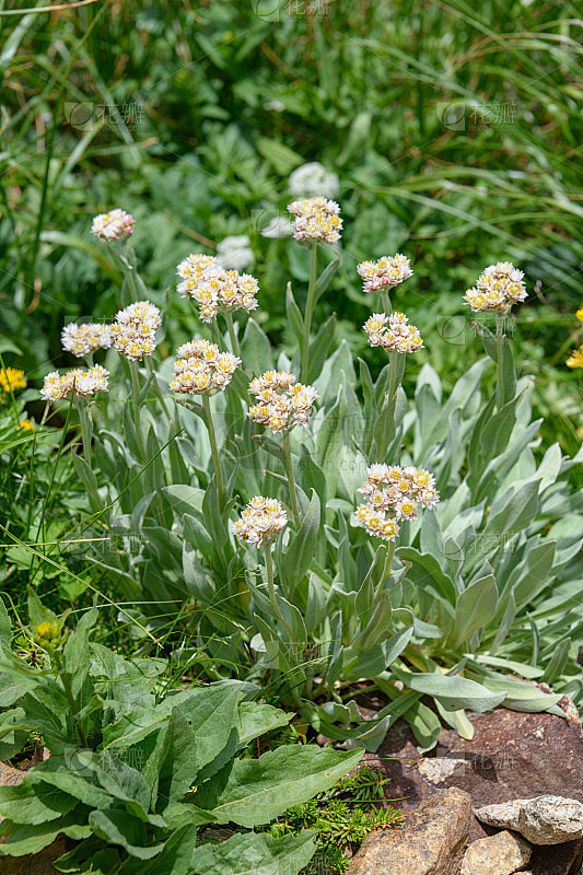 希鲁马山的阿纳法利斯乳酸