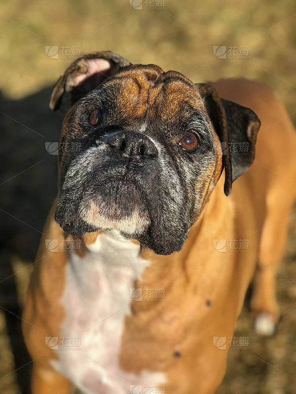 Boxer in the Sunlight素材-花瓣网