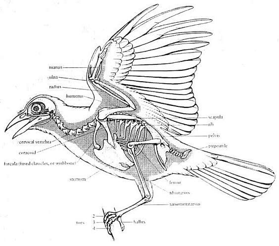 Bird Anatomy: