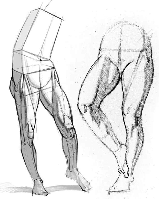 Let’s start learning the leg muscles so that you don’t have to keep ...