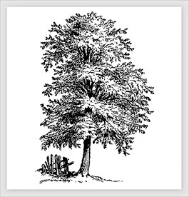 素描树矢量图图片-花瓣网