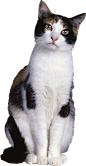 cat_PNG115.png (400×600)