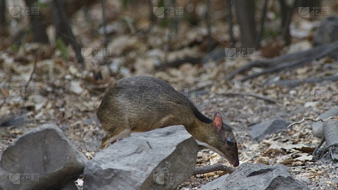 小鼠鹿是一种生活在茂密森林中的独居动物，以水果、花边、种子、草和蔬菜等植物为食。在夏天，它们来取水。