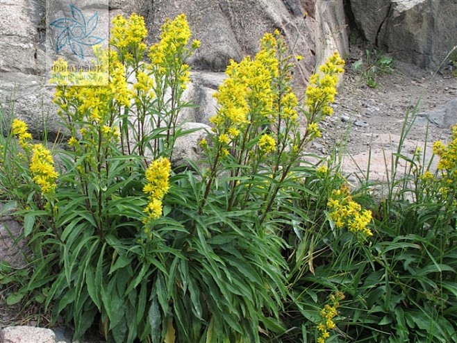 Solidago decurrens 一枝黄花